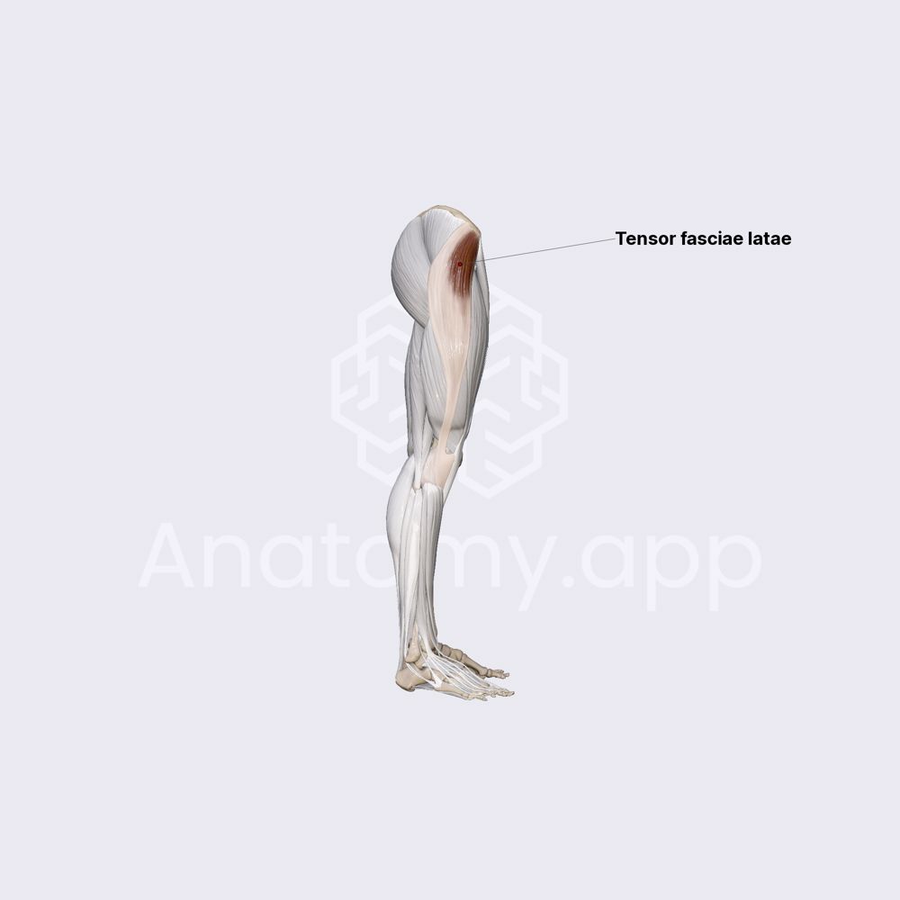 Tensor Fasciae Latae Greater Trochanter Pain Syndrome | Physio Check