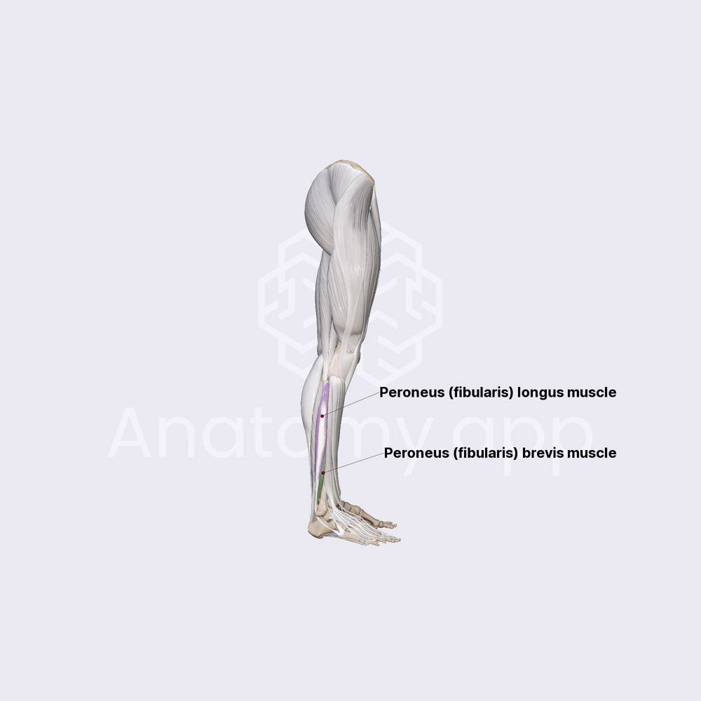 Lateral Leg Muscles