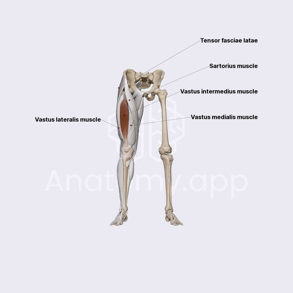 Vastus Intermedius Tensor Vastus Intermedius: A Review Of Its