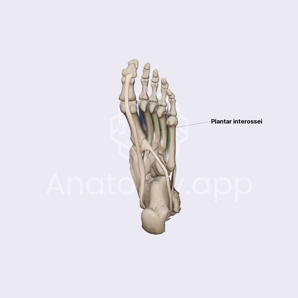 Plantar Interossei