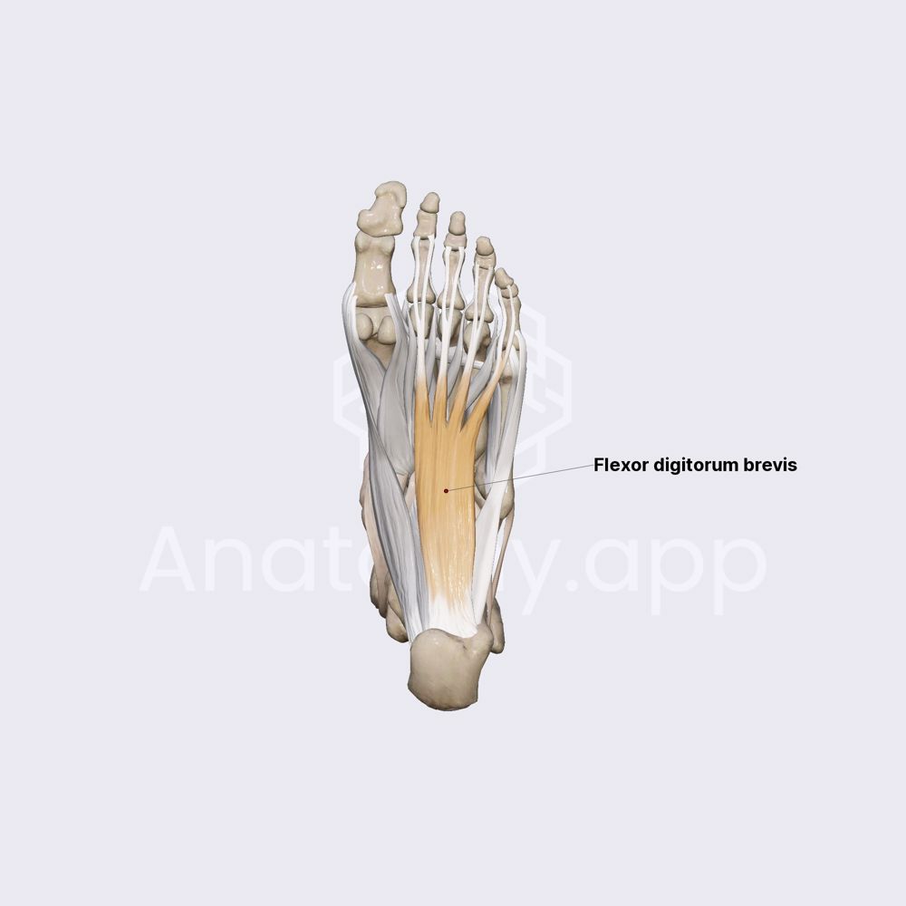 Flexor Digitorum Brevis