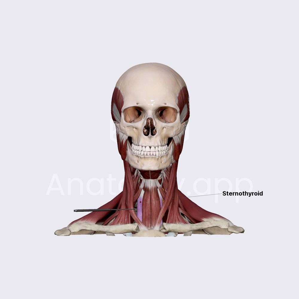 Sternothyroid Muscle Sternothyroid Muscle #2 Wood Print By Science
