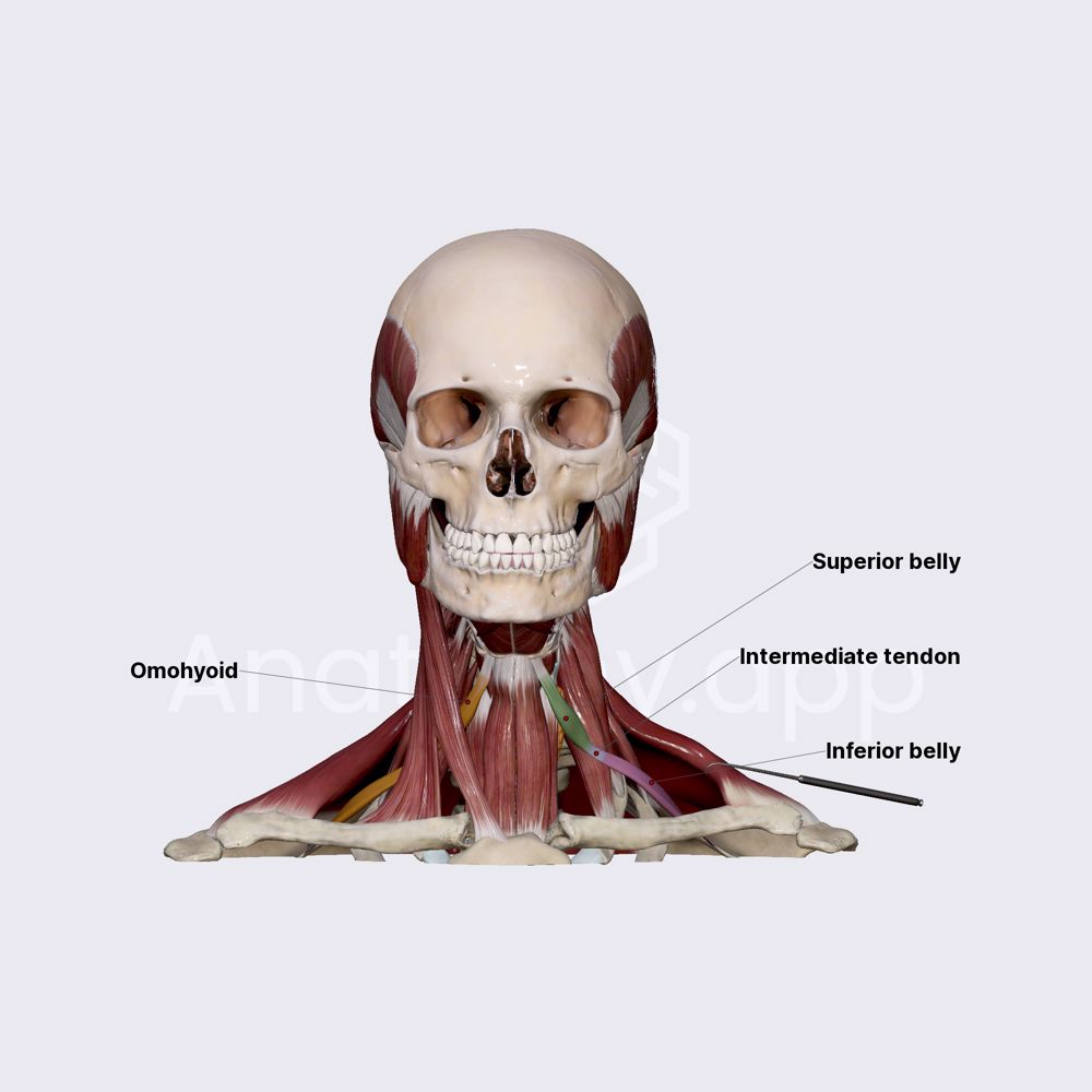 Omohyoid Muscle Origin