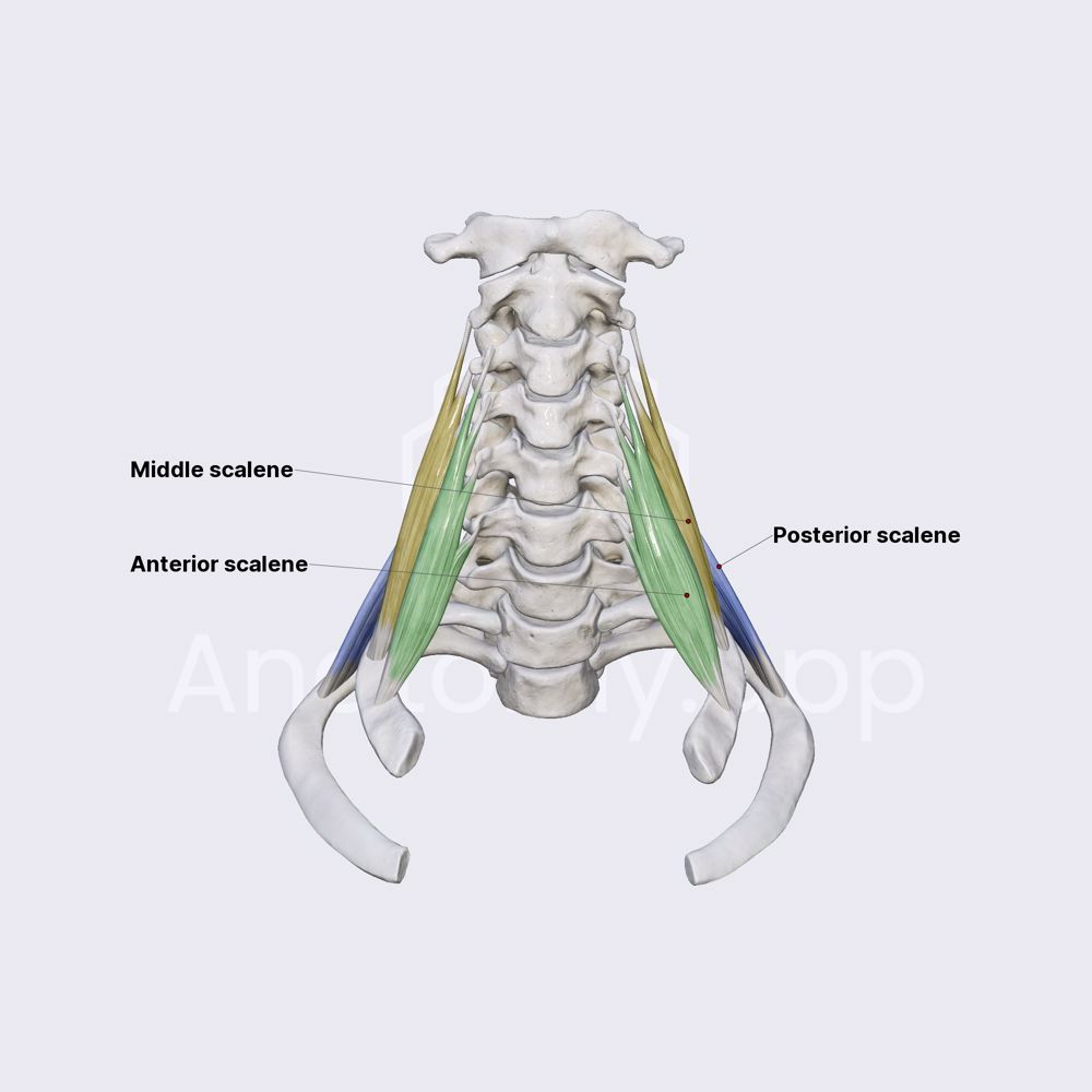 Anterior Scalene Muscle Cervical Spine Anatomy, Ligaments And Muscles