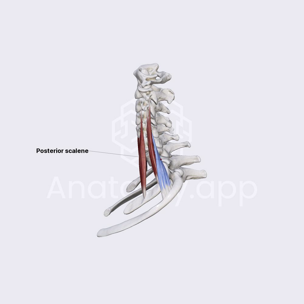 Posterior Scalene