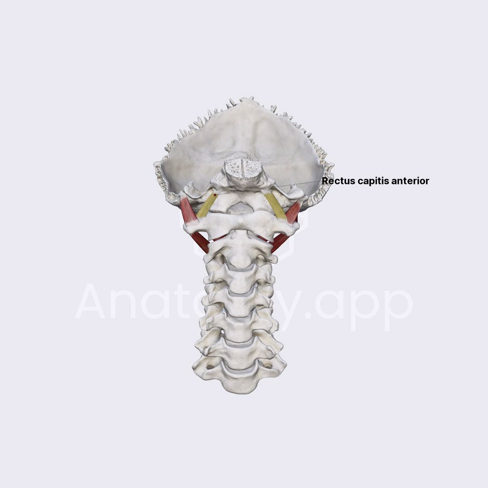 Rectus Capitis