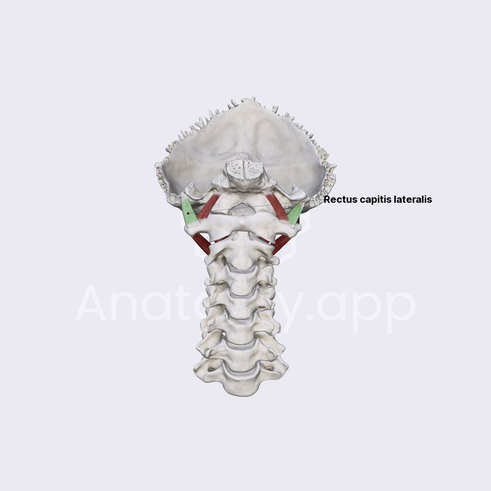 Rectus Capitis Lateralis Rectus Capitis Lateralis Muscle | Wiki
