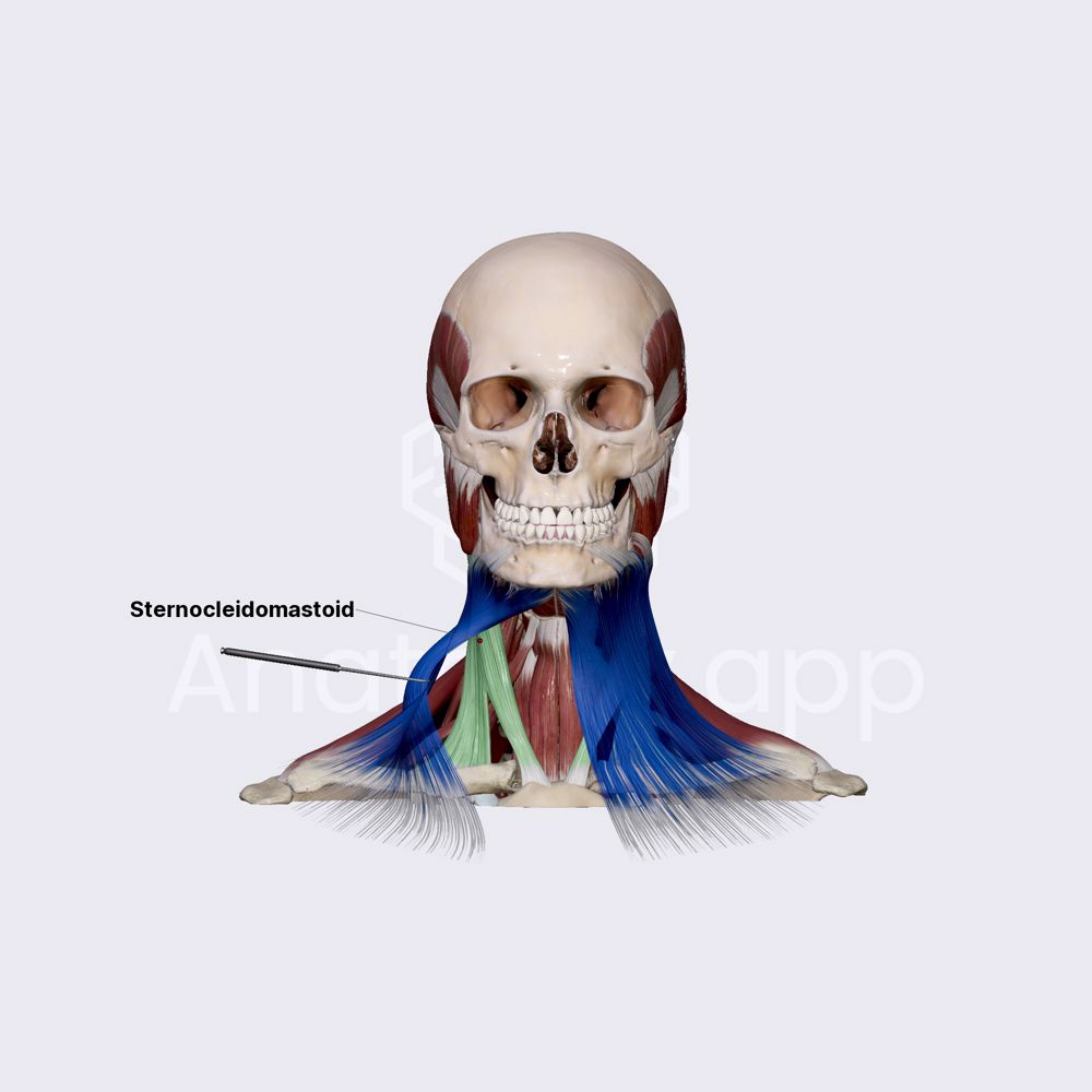 Neck Muscles Diagram Muscles Of The Head By Label Muscles Of The Head