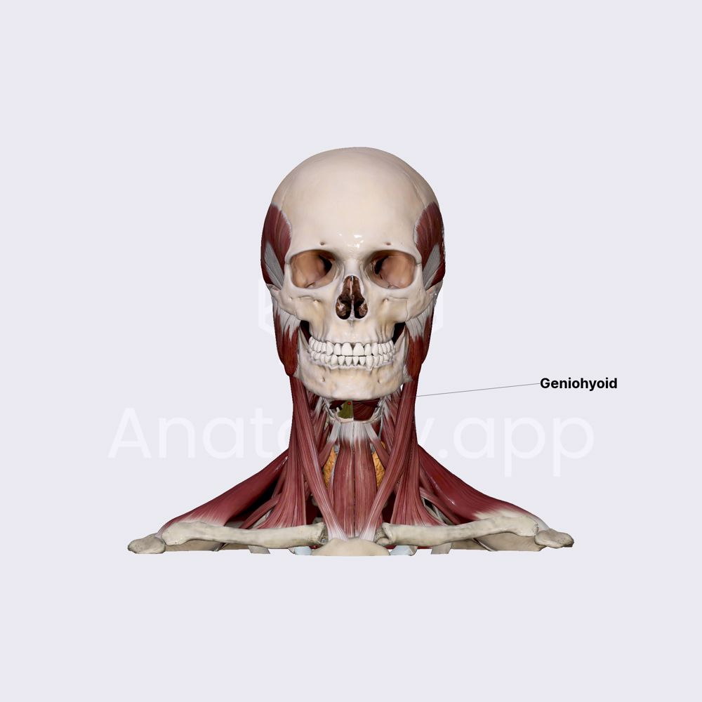 Geniohyoid Muscle Cadaver