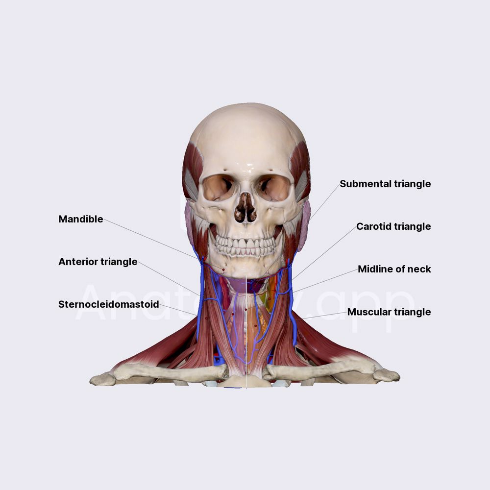Anterior Triangle Of Neck Submental And Muscular Triangles Anatomy Qa