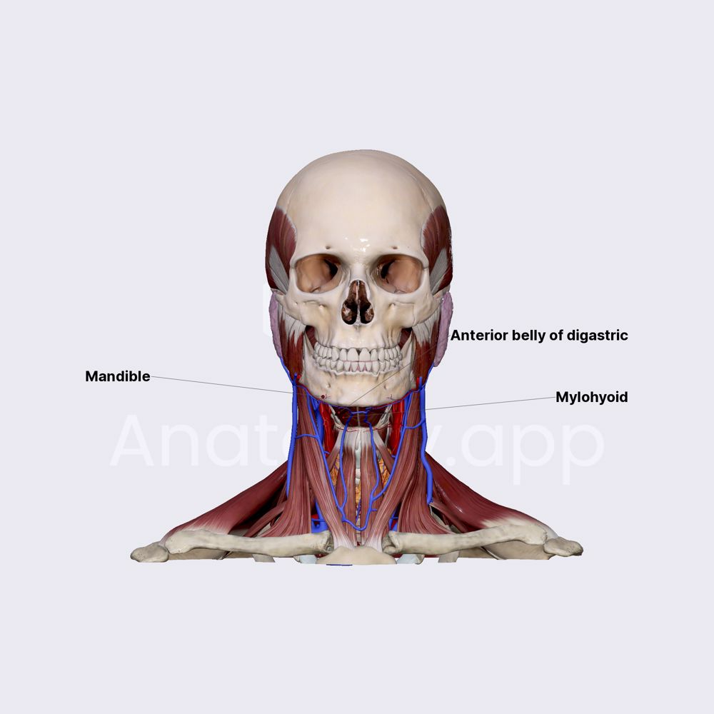 Submandibular Triangle Anatomy
