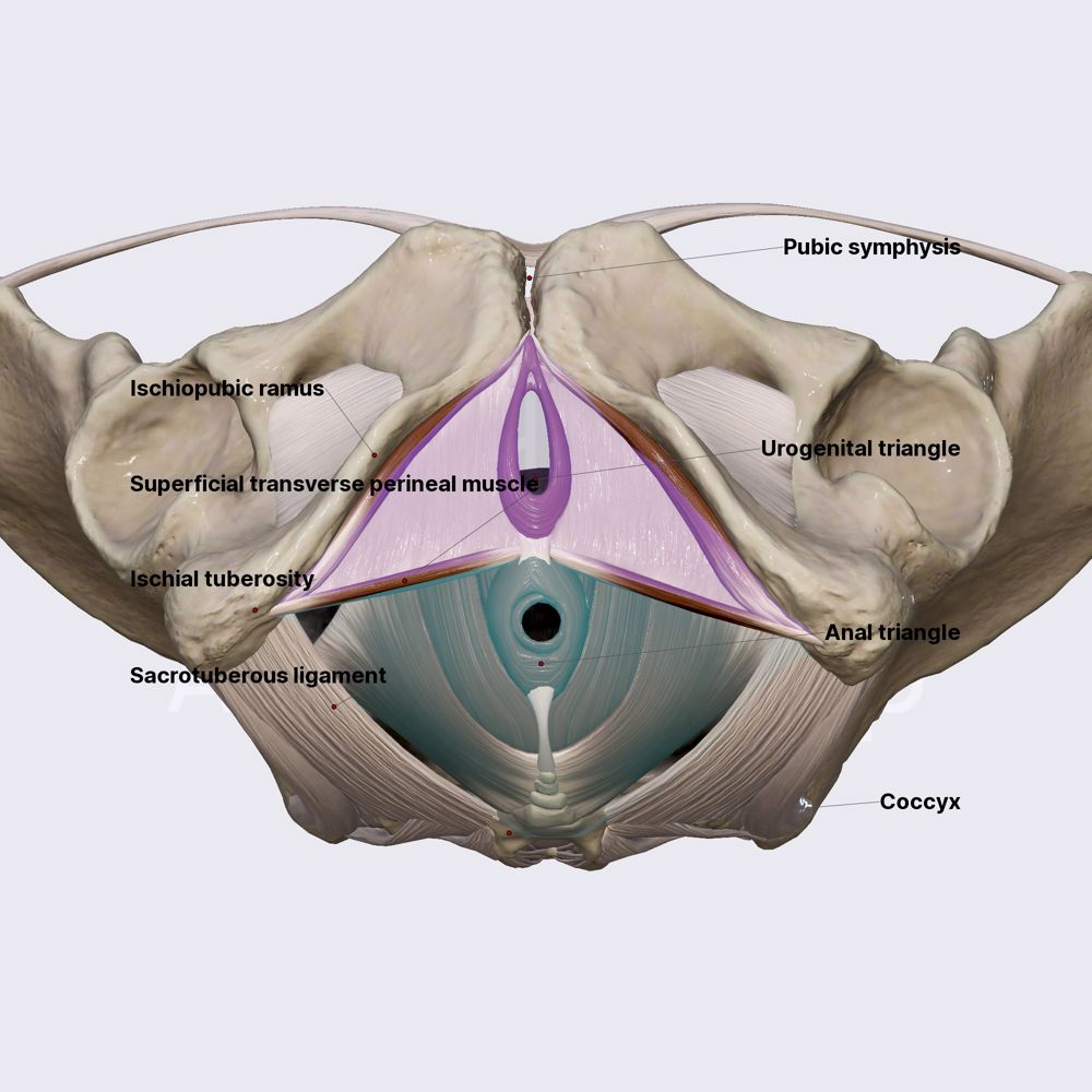 Urogenital Triangle