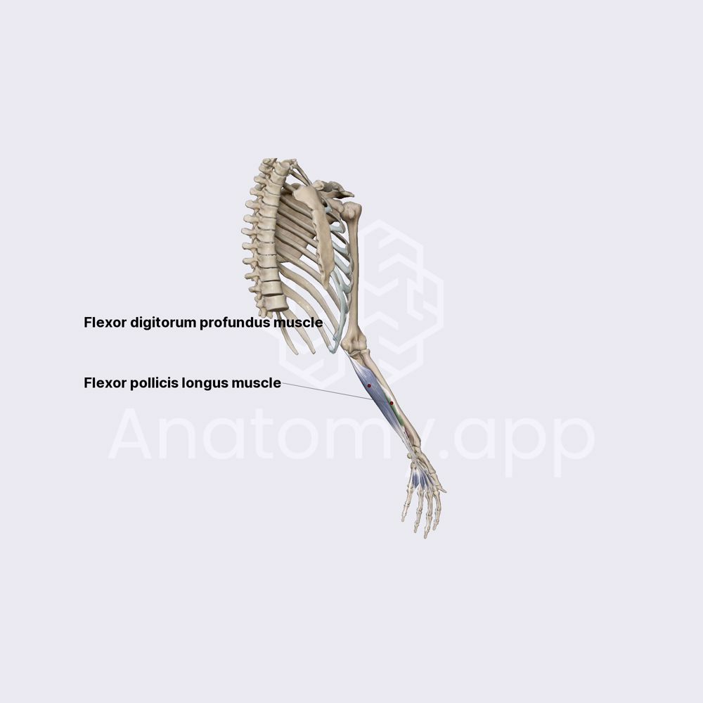 Flexor Pollicis Longus Learn Muscles