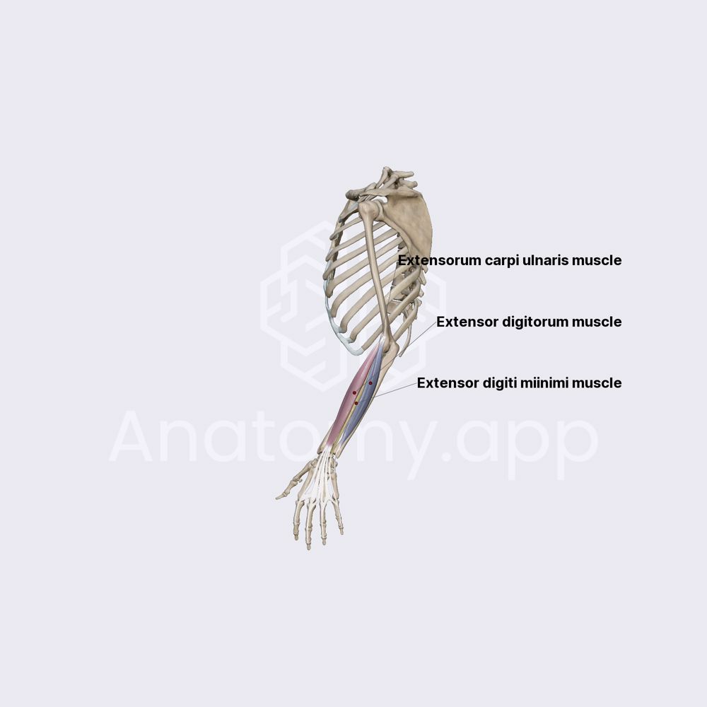 Posterior Muscles Of The Forearm Brachioradialis: What Is It,