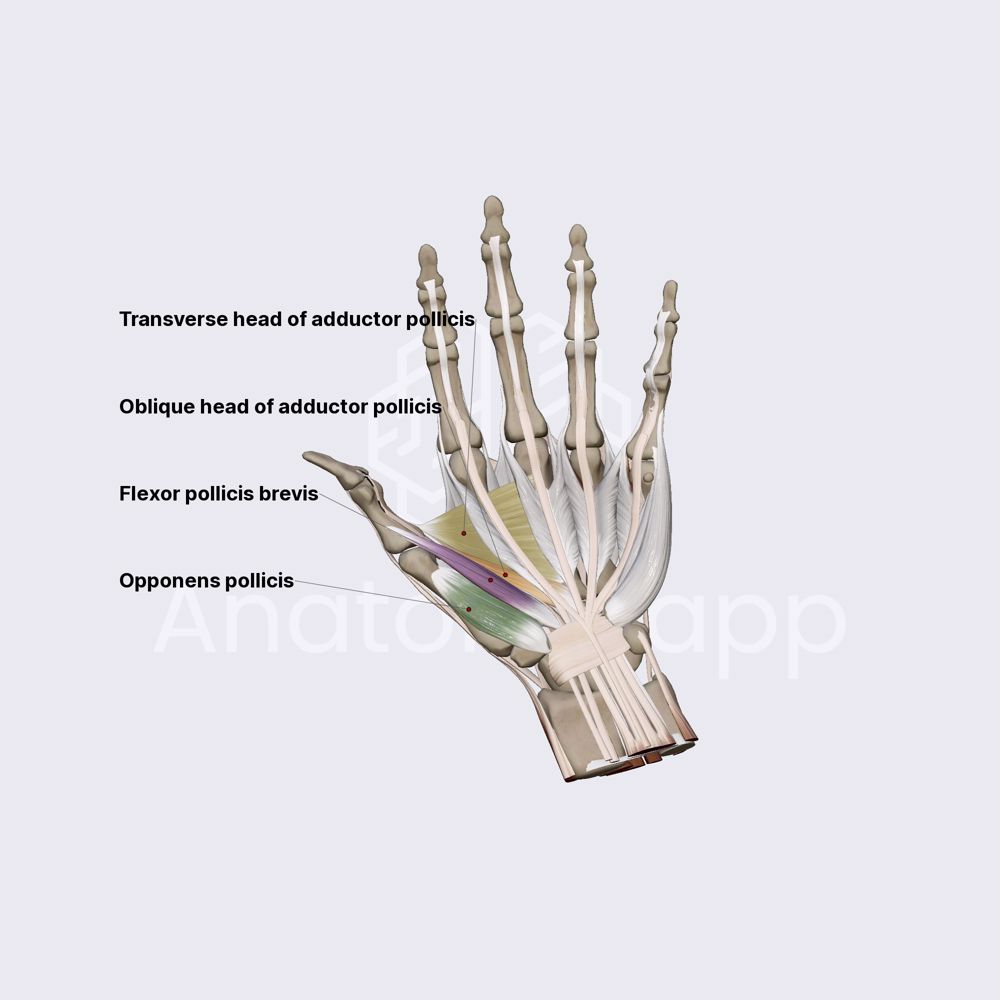 Flexor Pollicis Brevis
