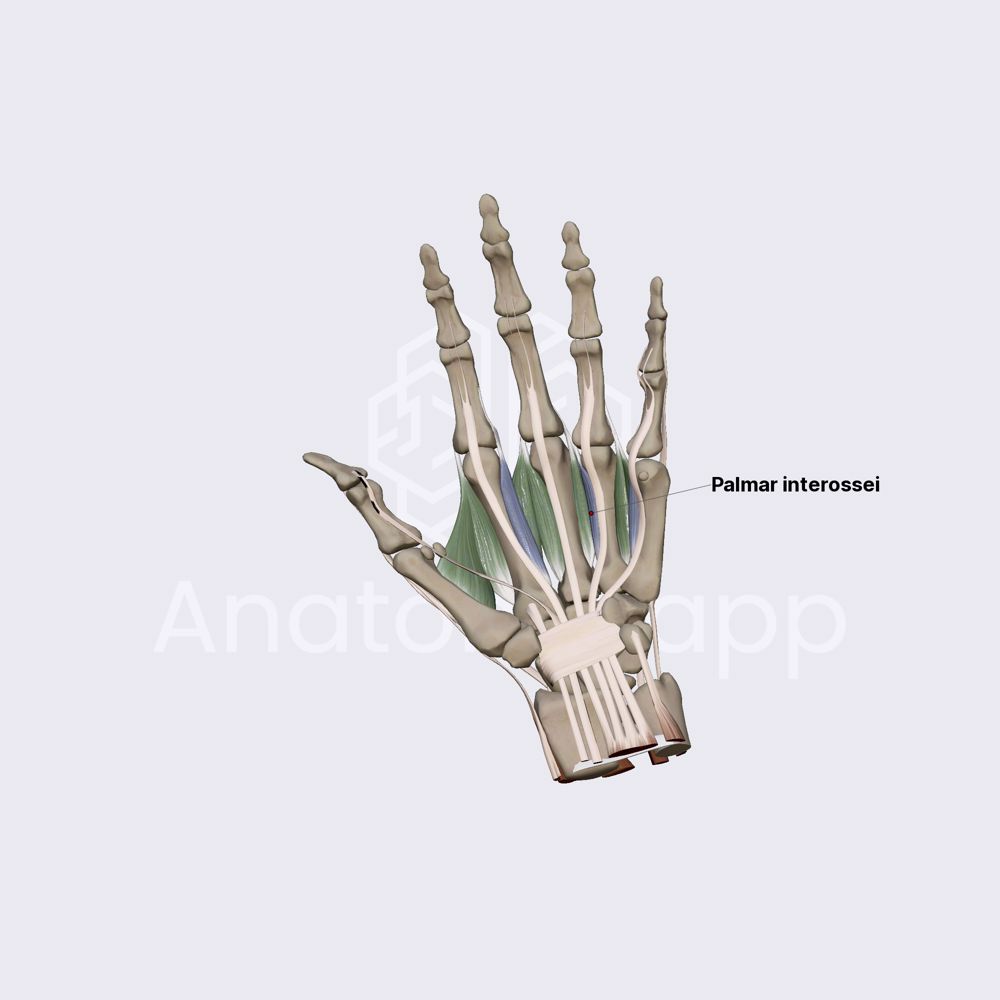 Plantar Interossei