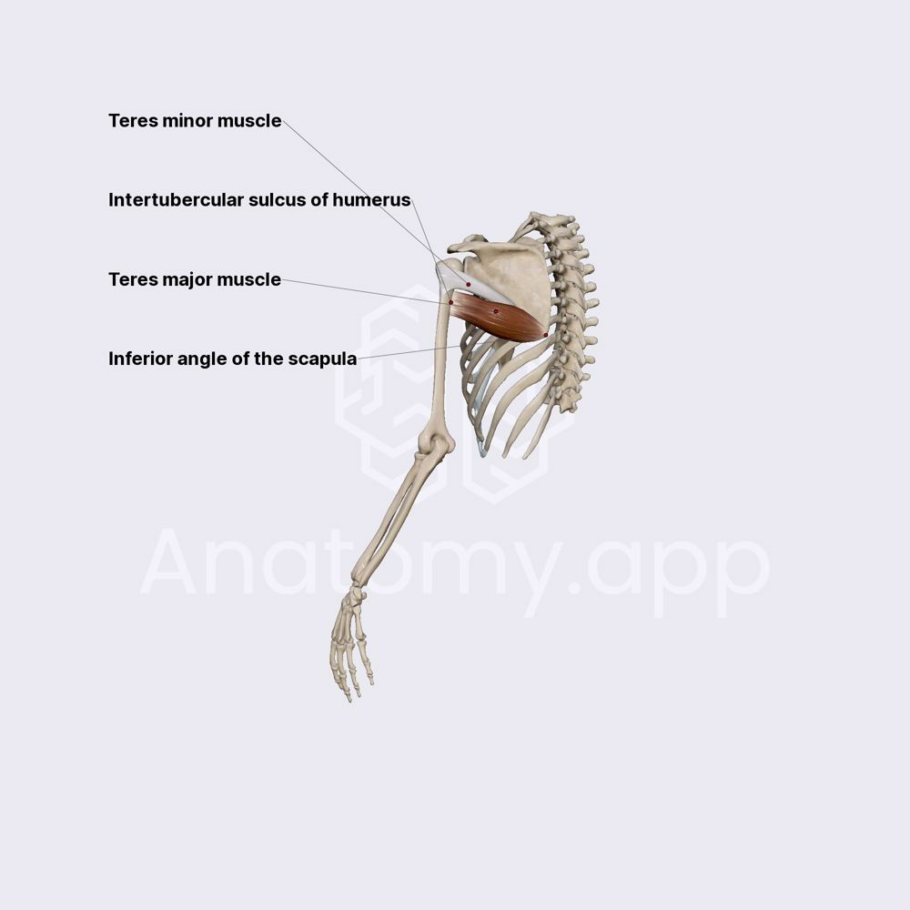 Teres Major Muscle Teres Major Muscles Anatomical Position On Human