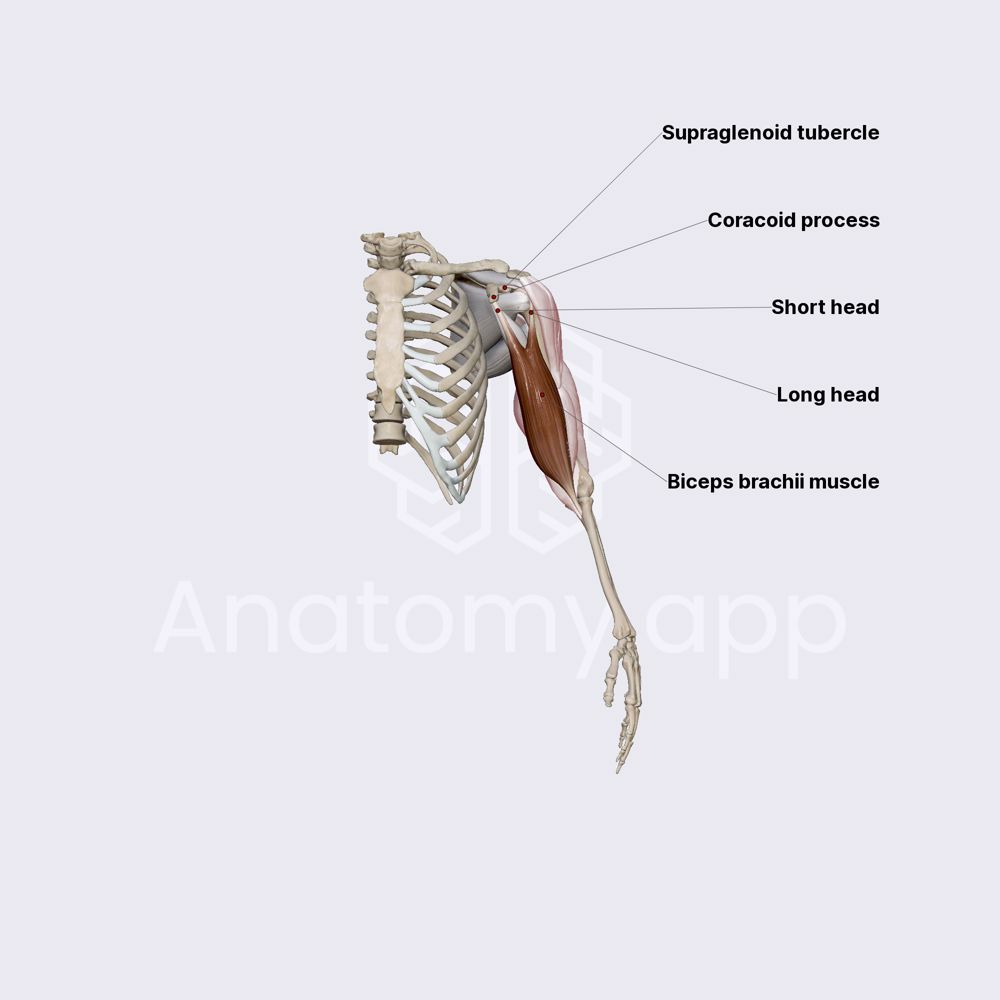 Biceps Anatomi Long Head Of Biceps Brachii | Complete Anatomy