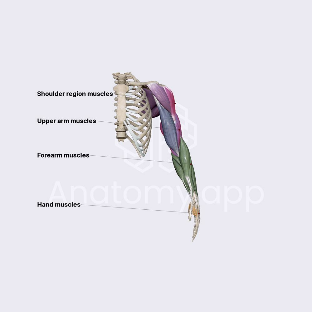 The Upper Limb Anatomy Upper Extremity