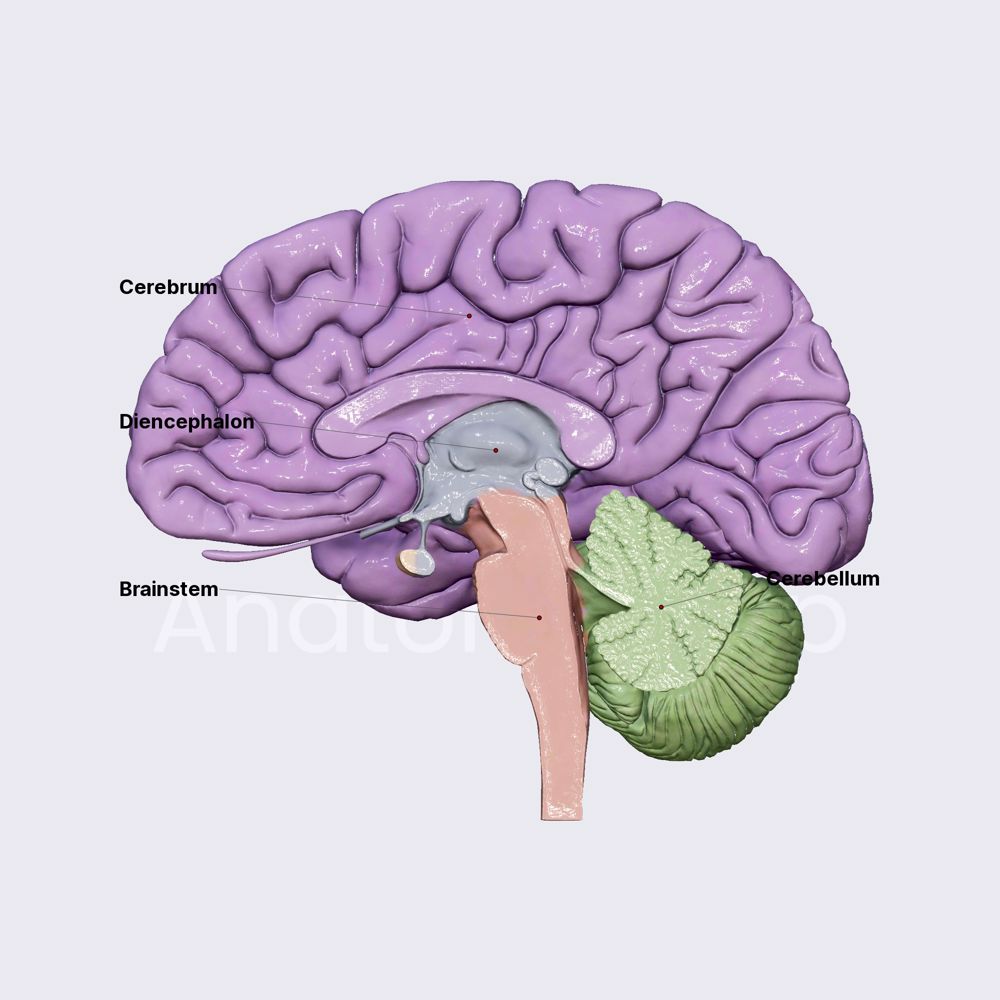 Your Brain Structure What Is The Brain Made Of Brain Neuro4Kids | The