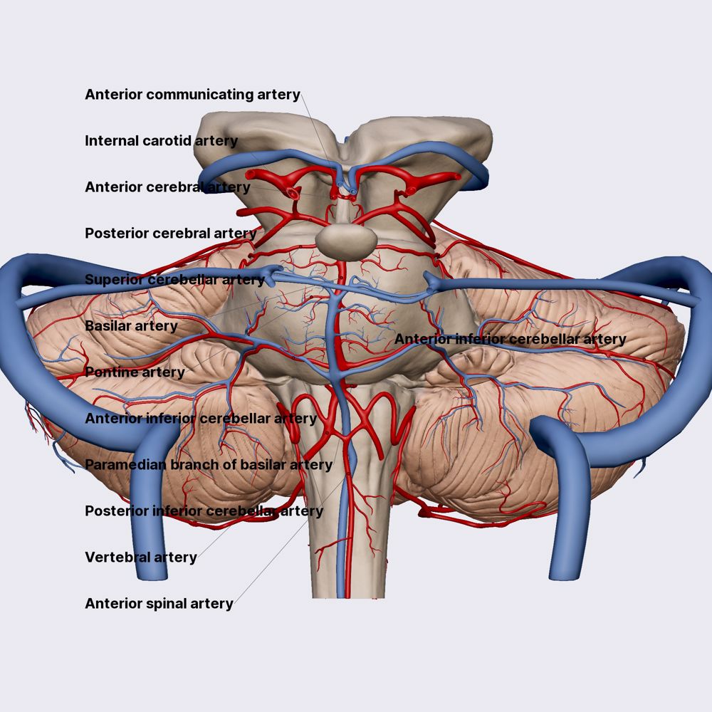 Medulla Oblongata Anatomy Brainstem: Medulla Oblongata, Pons, And