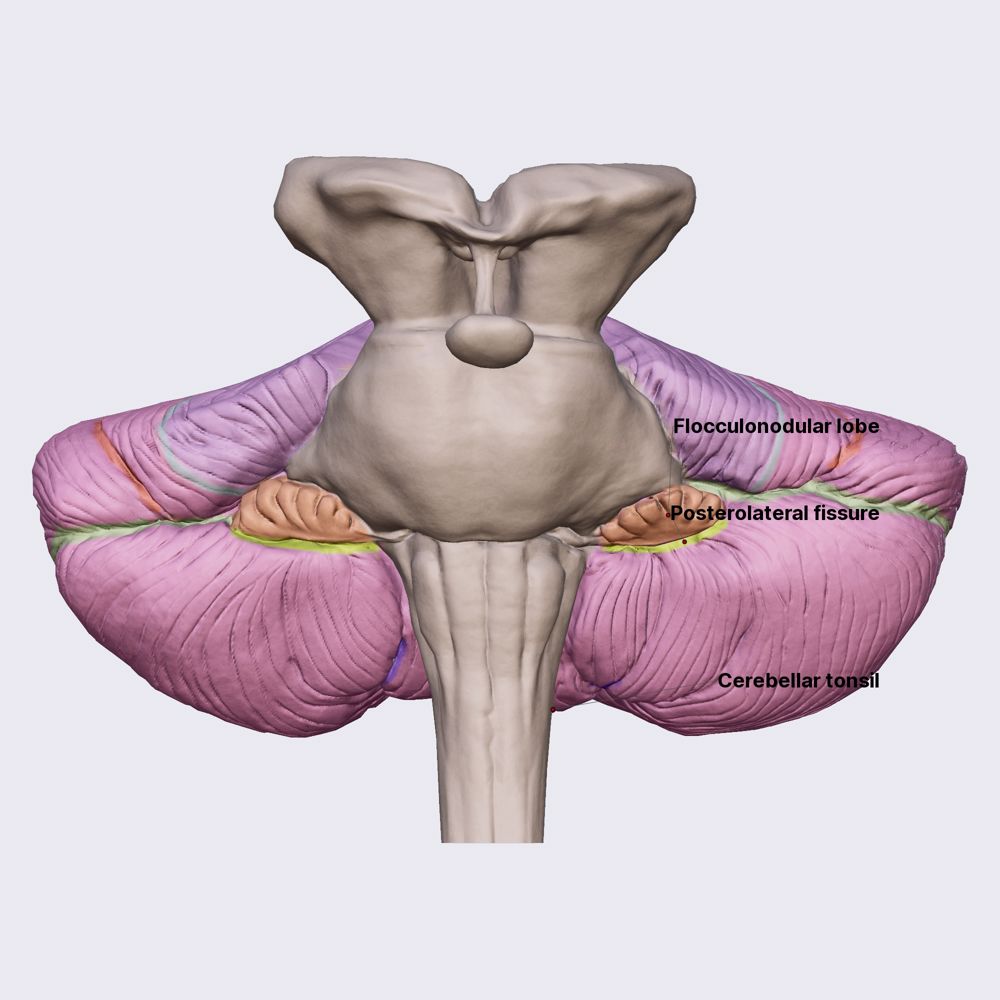 Blank Brainstem Diagram