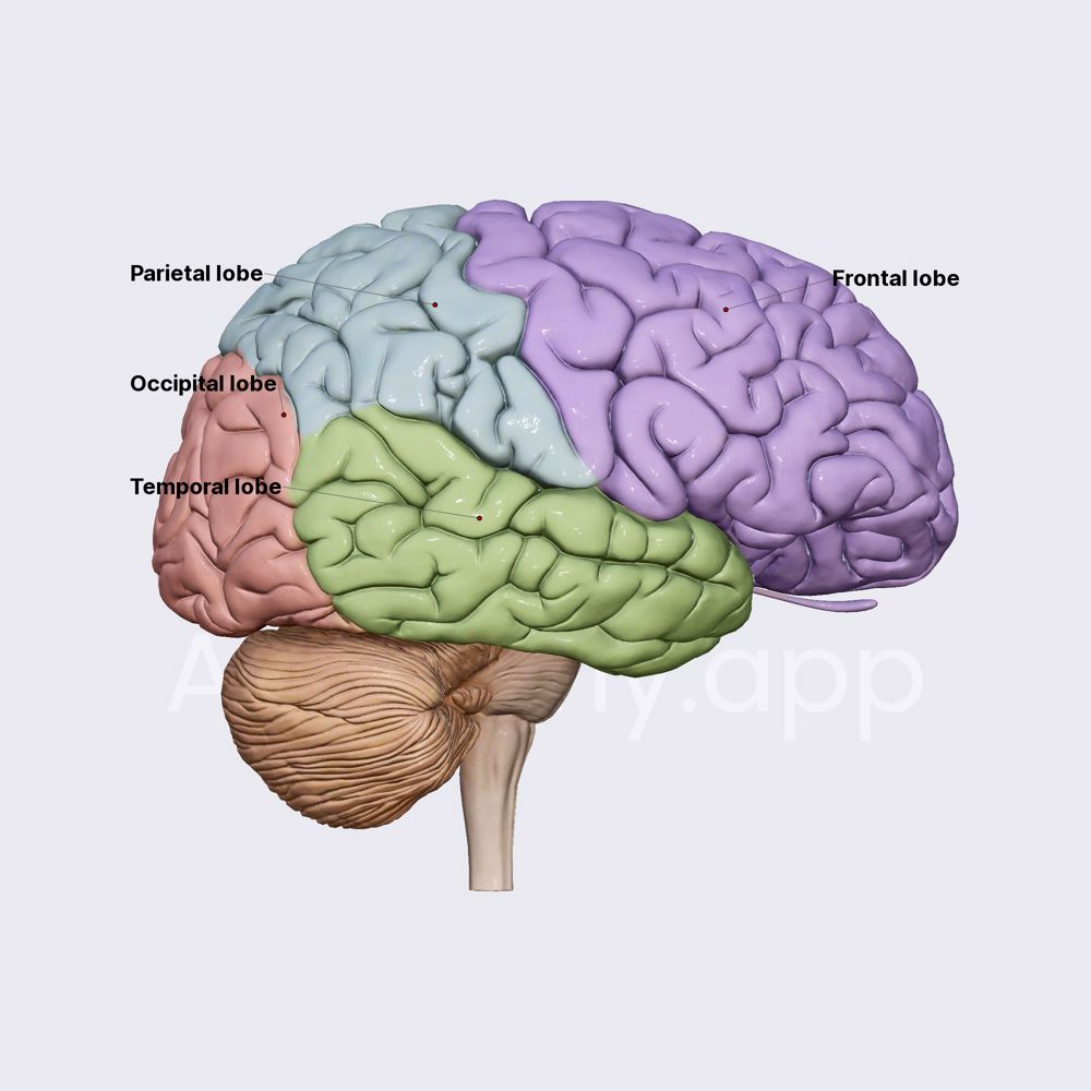 Occipital Lobe Neura Library