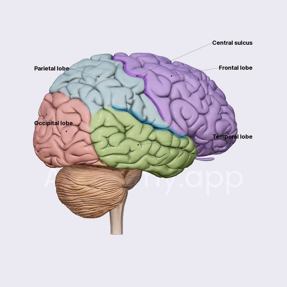 Sulci Of The Brain Neuroanatomy Lateral Cortex (illustrations)