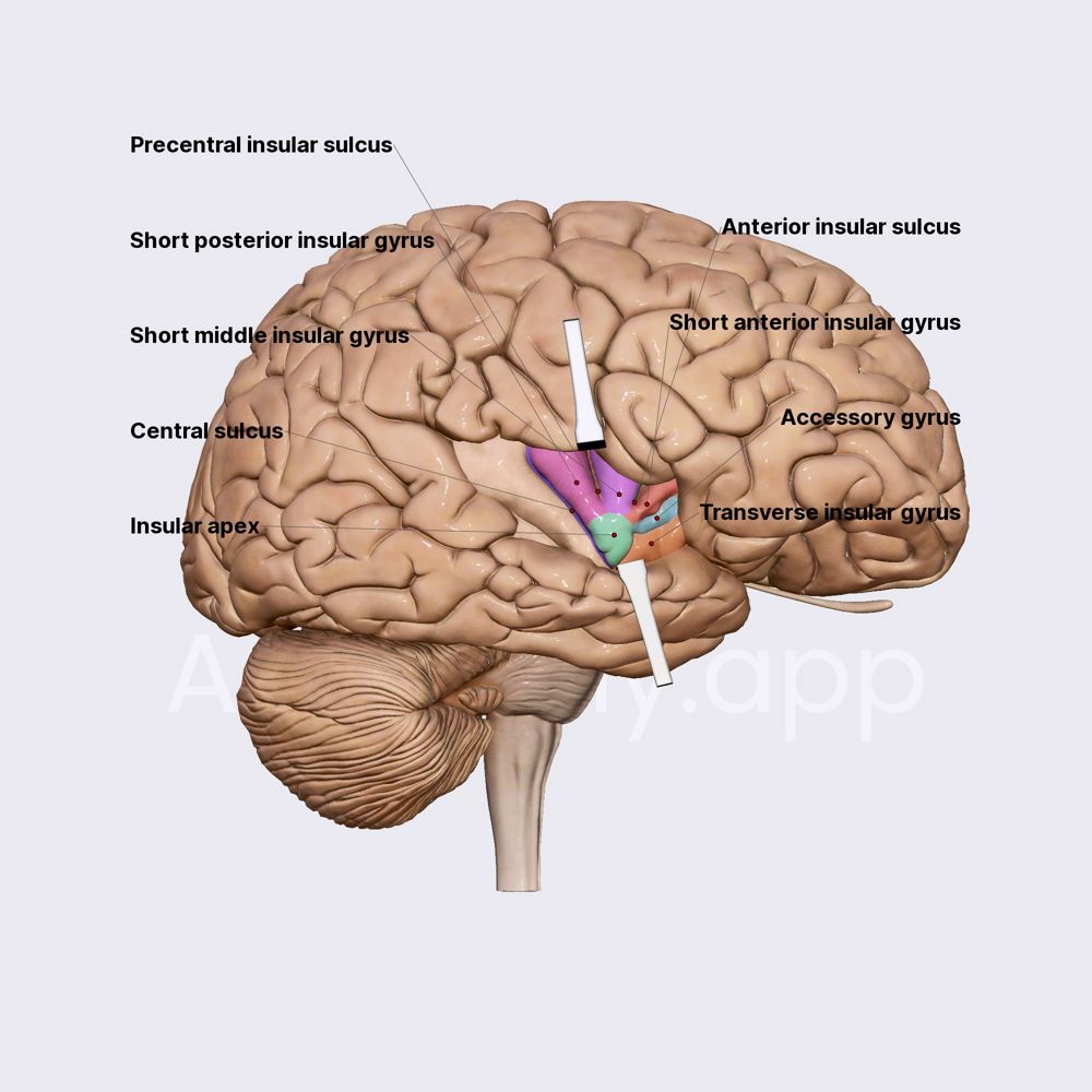 Insula Brain Anatomy Anatomy Of The Brain – Easy Anatomy 3D