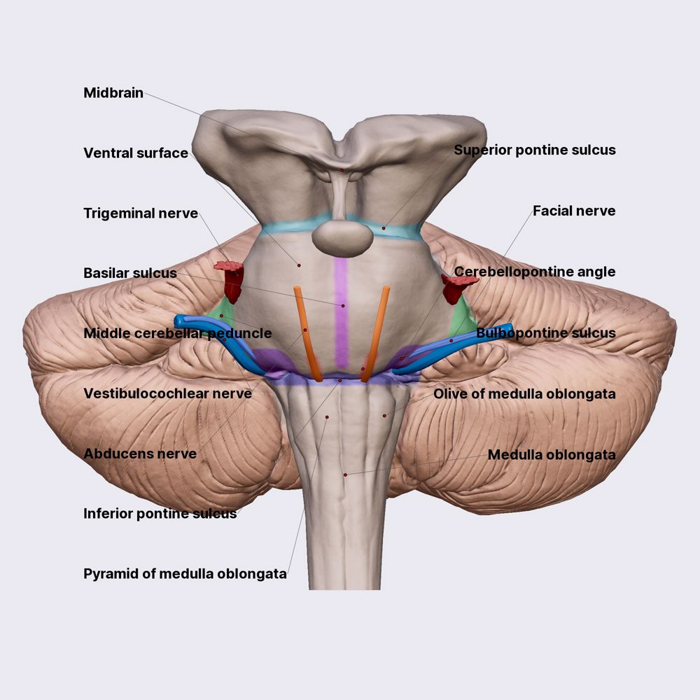Anatomy Of Pons Pons (Anatomy With MRI) W Radiology