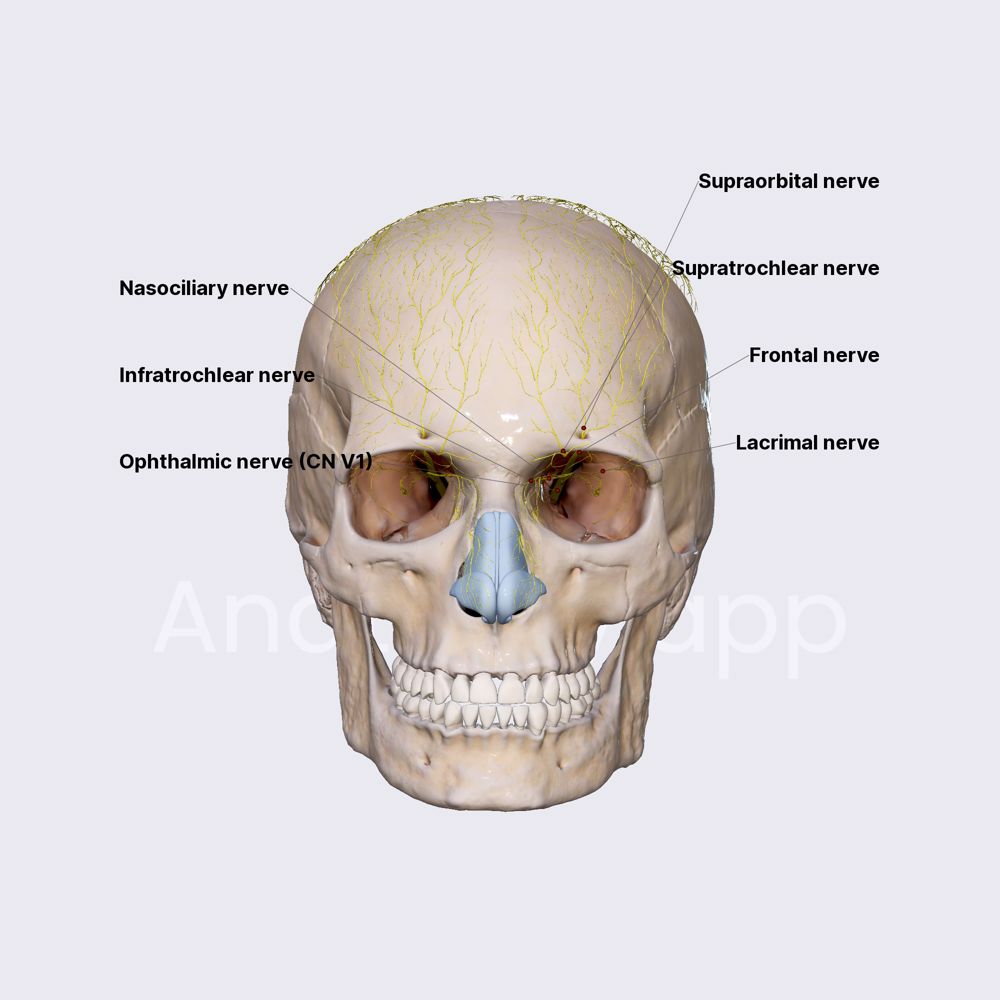 Infraorbital Nerve Anatomy