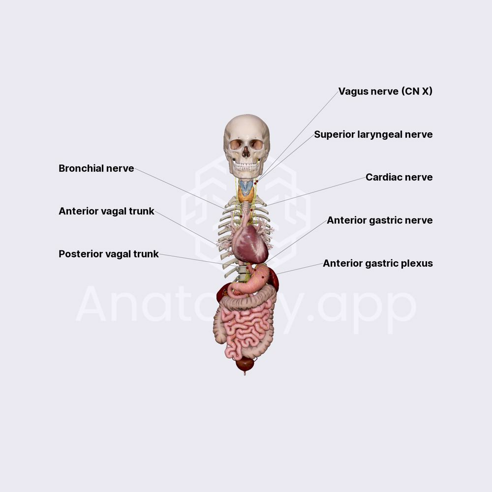 Cranial Nerves 3rd Edition Vagus X