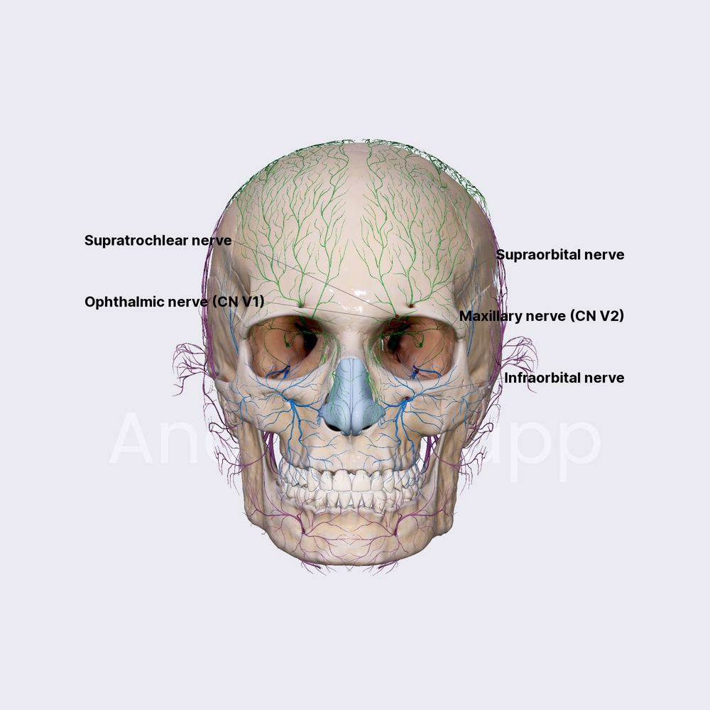 Cranial Nerve V Trigeminal Nerve Ultimate Guide To Cranial Nerve