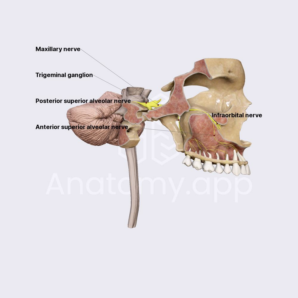 Maxillary Nerve