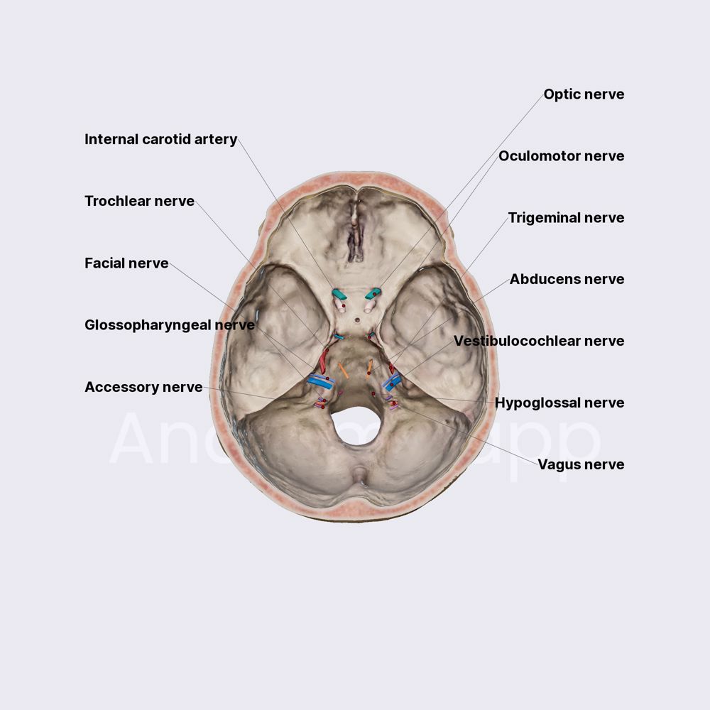 Cranial Nerve Segmentation Of The Nerves. 3D Reconstruction Of The 12