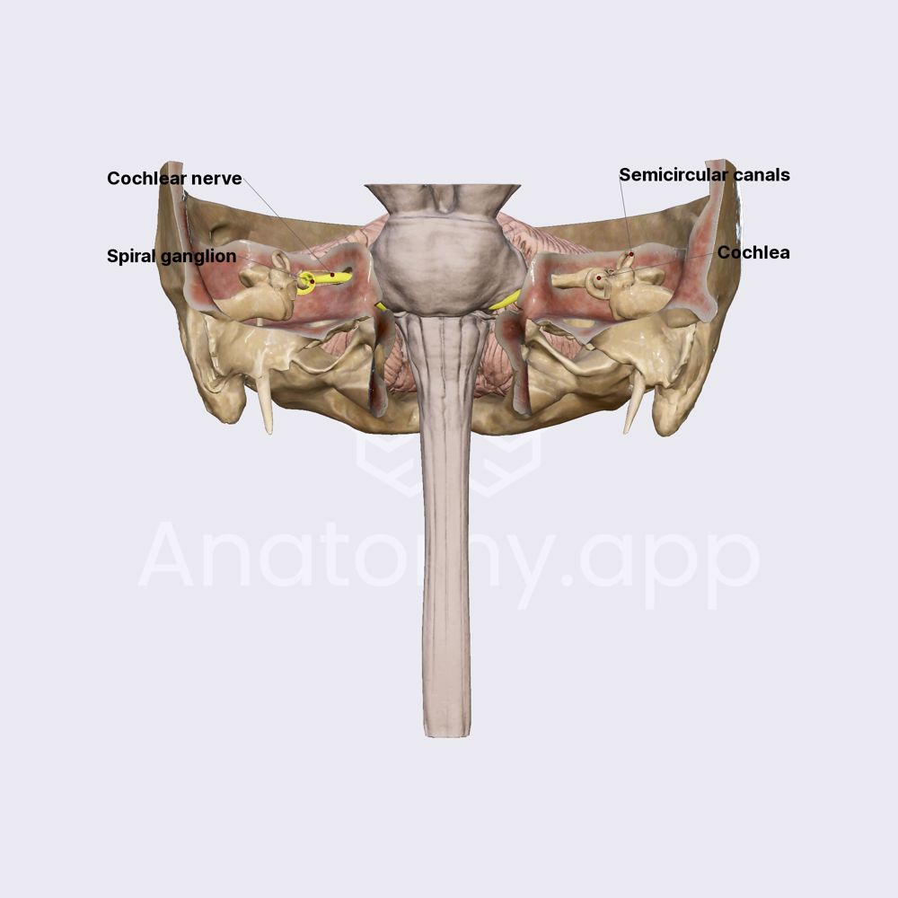 Vestibulocochlear Nerve Model
