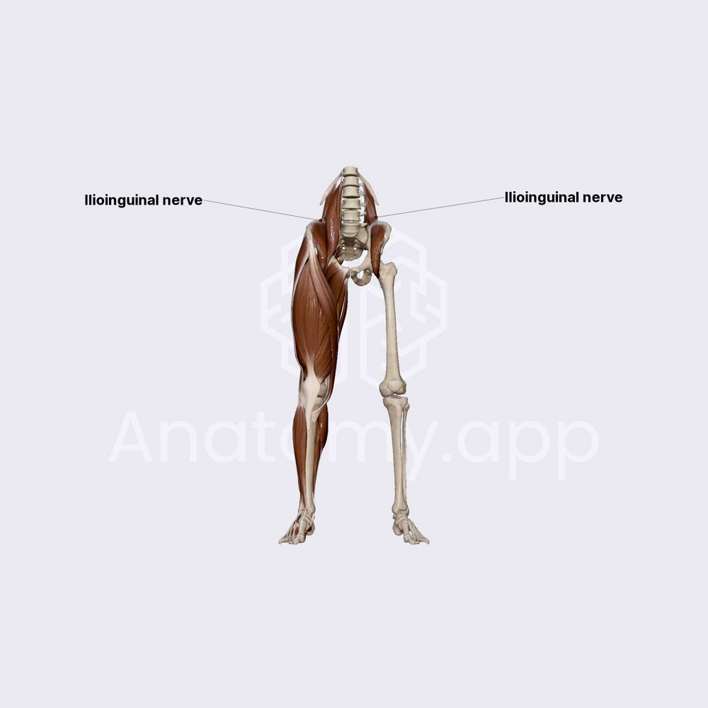 Ilioinguinal Nerve Ilioinguinal Nerve NYSORA