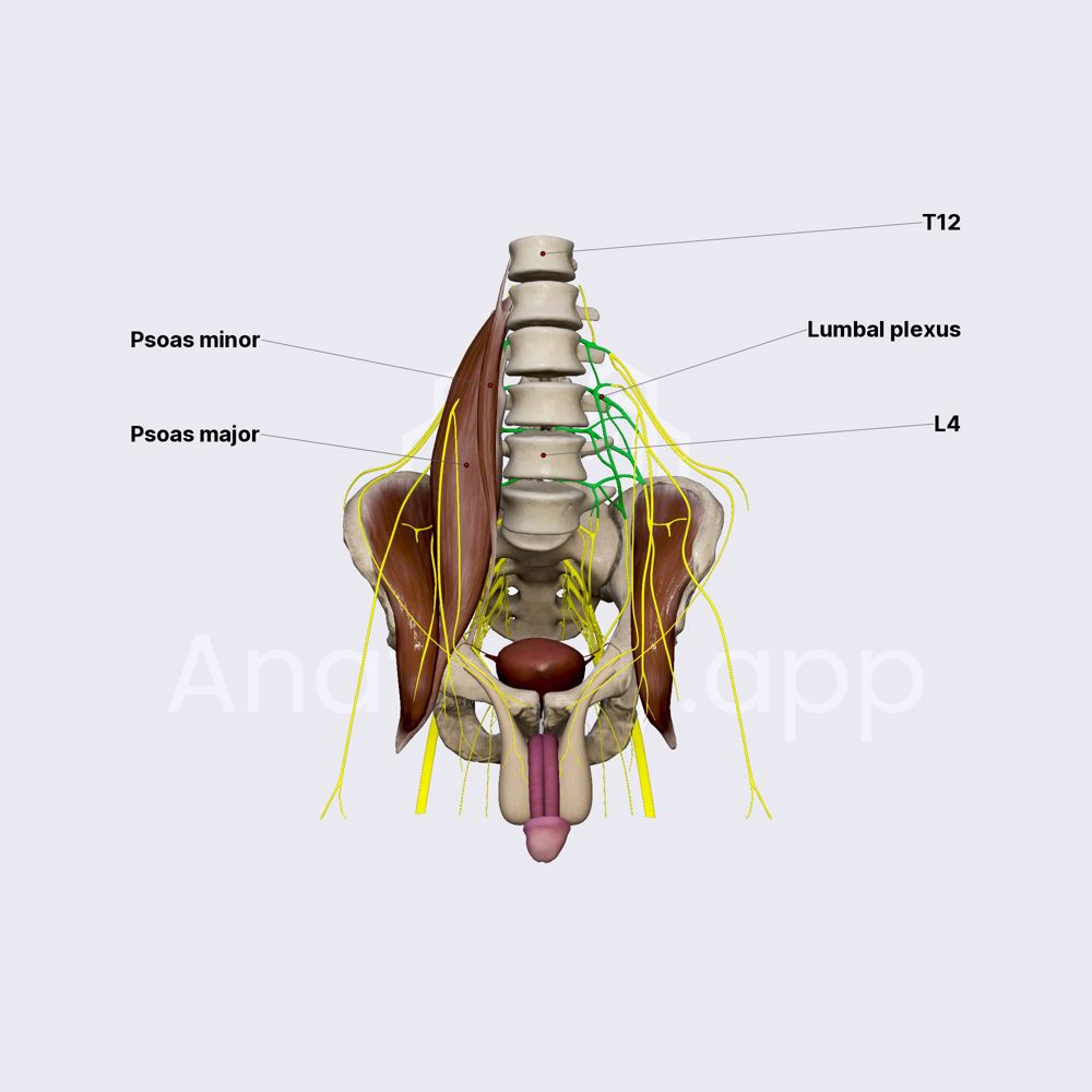 Lumbosacral Plexus Anatomy Human Anatomy Lumbar Lumbar Plexus: