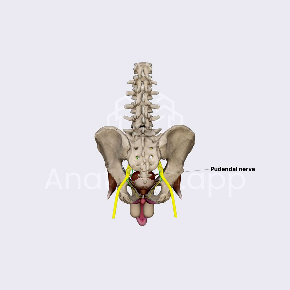 Pudendal Nerve Cadaver