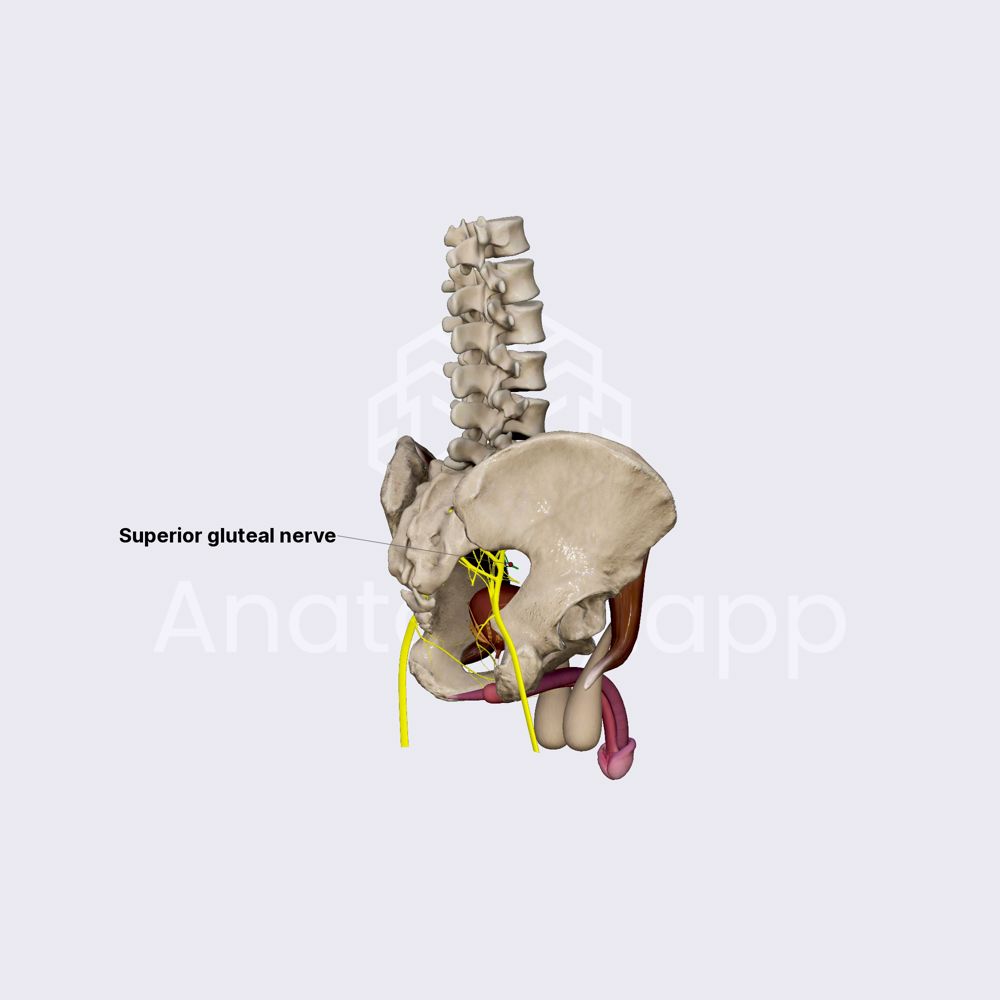 Superior Gluteal Nerve Model