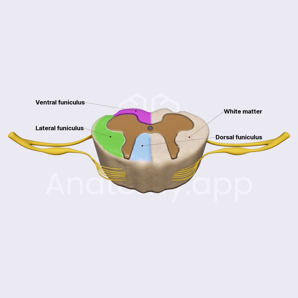 Where Is The Dorsal White Column Of The Spinal Cord - Infoupdate.org