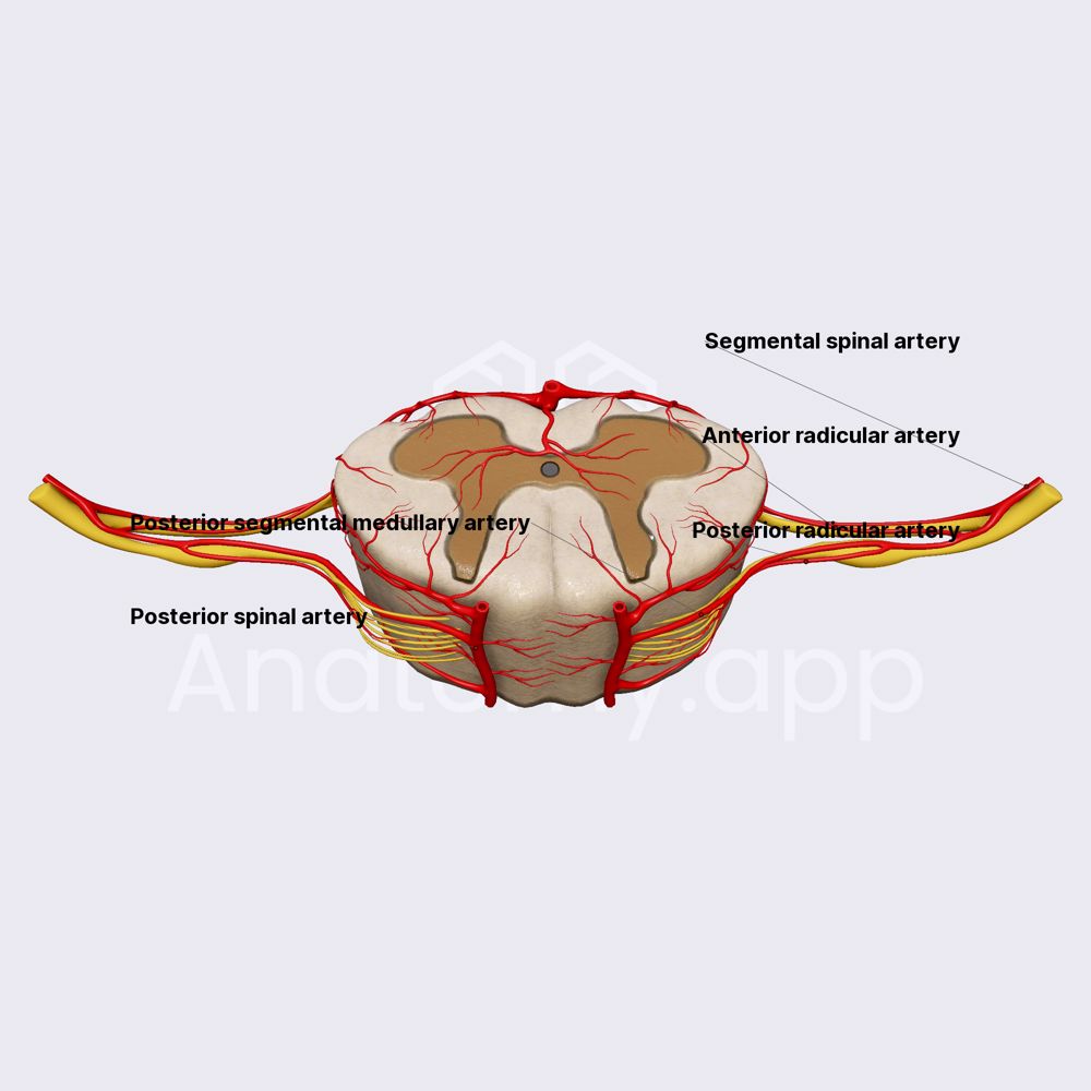 An Overview Of Blood Supply To The Spinal Cord The Spinal