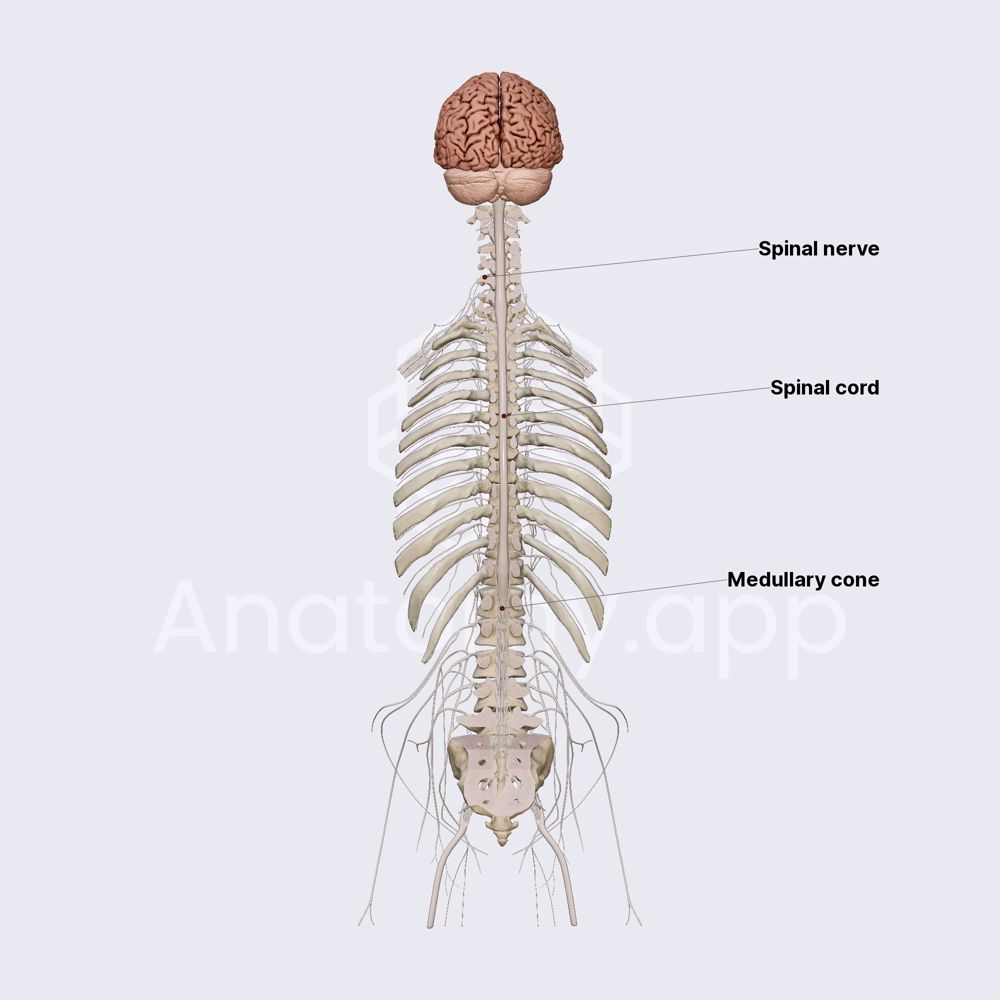 Real Spinal Cord Anatomy Spinal Cord | Anatomy.app