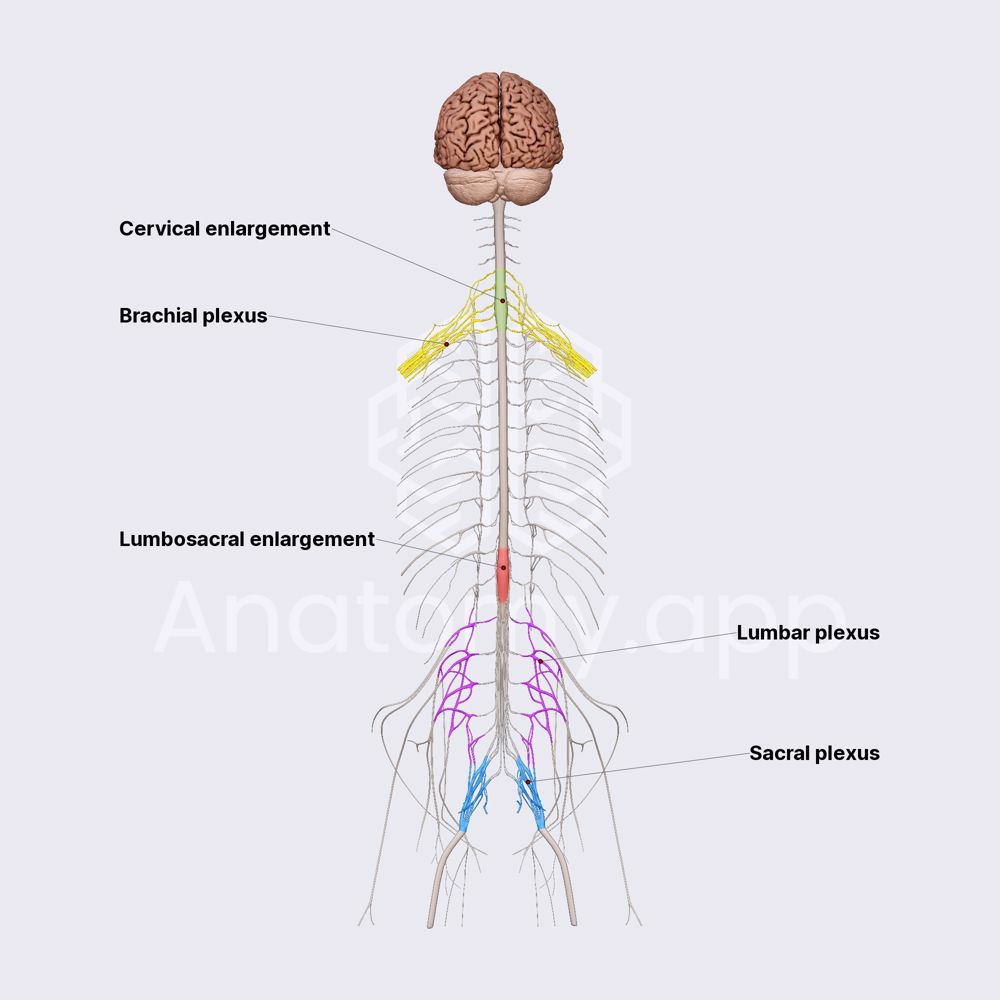 Lumbar Enlargement Lumbosacral Enlargement E Anatomy IMAIOS