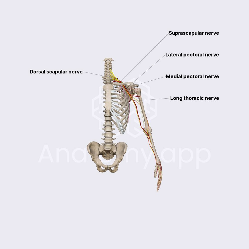 Nerve Plexus Anatomy Brachial Plexus Shoulder Nerve Pathways Structure