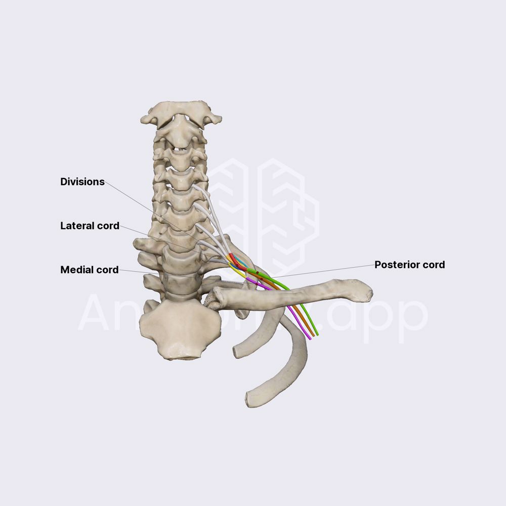 Brachial Plexus Diagram Colored Replacement Of The Medial And Lateral
