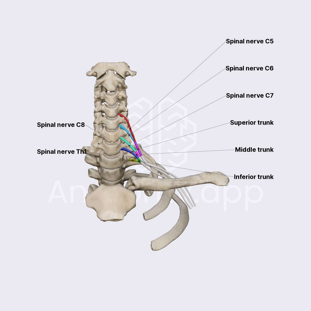 plexus spinal nerves