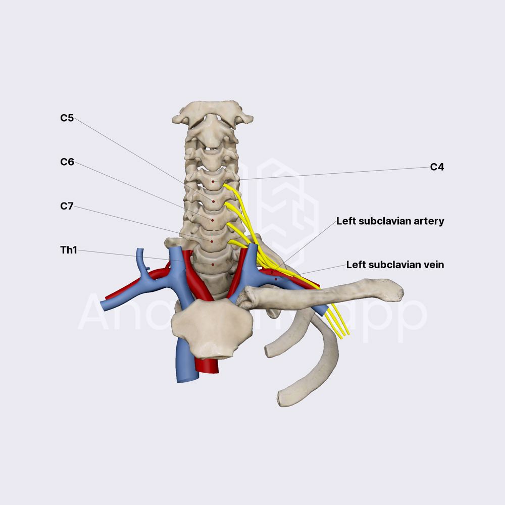 Brachial Plexus Diagram Colored Brachial Plexus – Anatomy QA