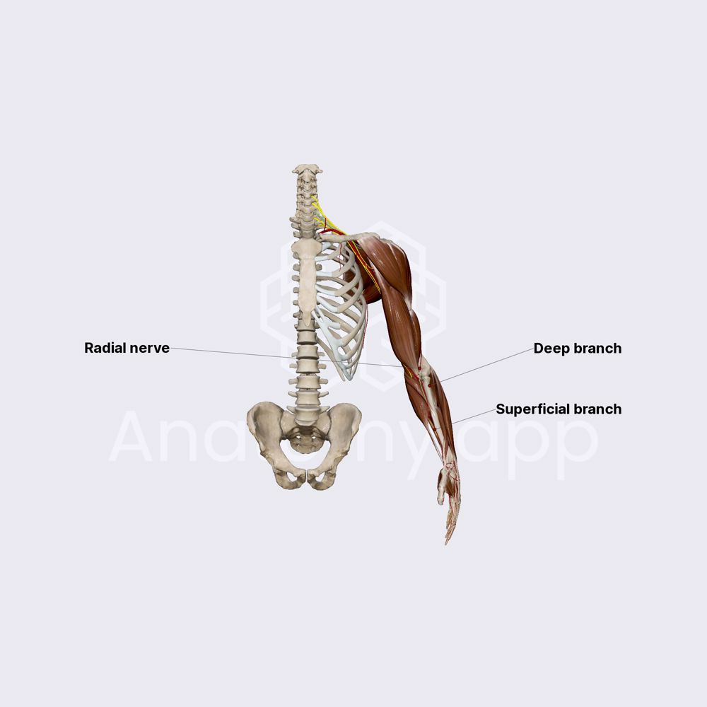 Upper Limb Nerve Anatomy 12.4: Spinal Nerves And Their Branches