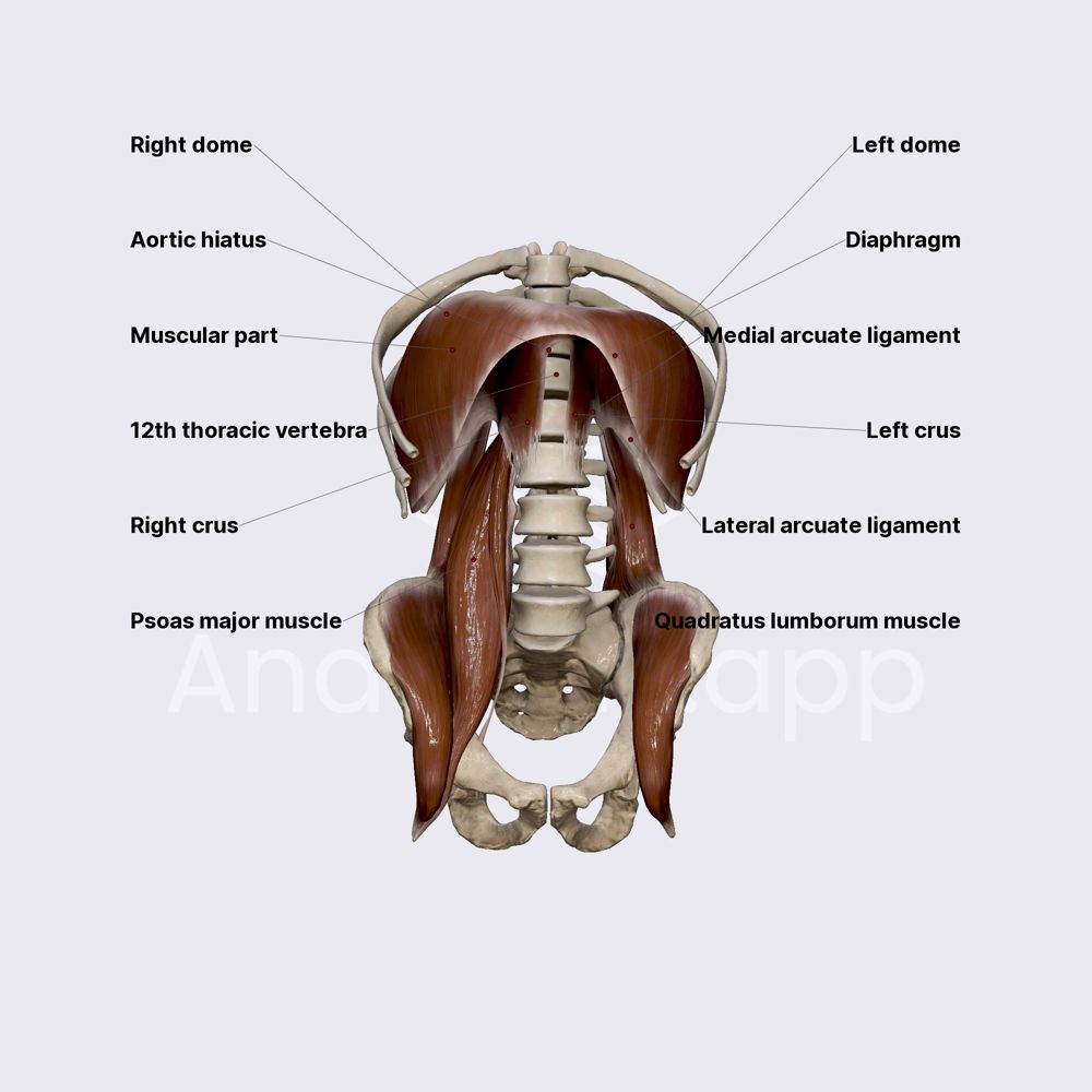 Diaphragm Diagram Bones Poster Human Diaphragm Anatomy Illustration.